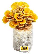 Top 10 Mushroom Growing Kits 2023 – Trusted Consumer Review